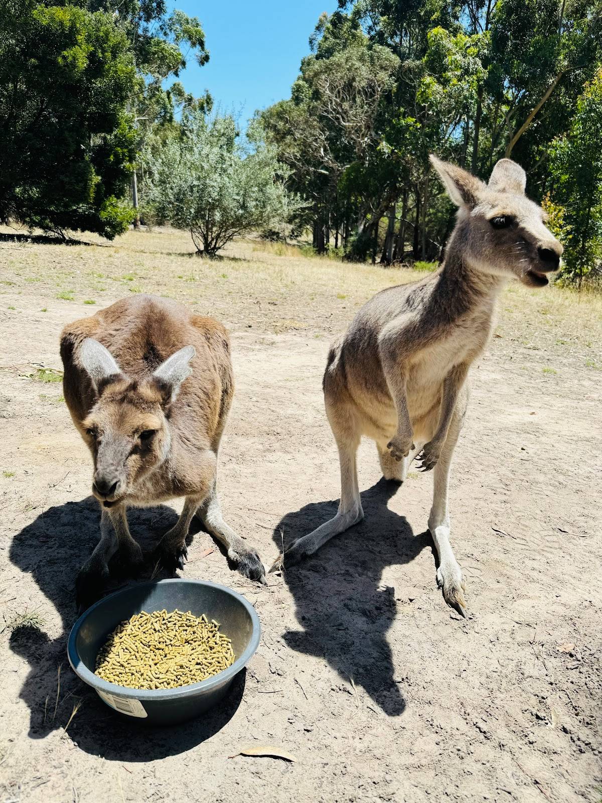 Menu at Softfoot Alpaca and Wildlife Park restaurant, Hindmarsh Valley