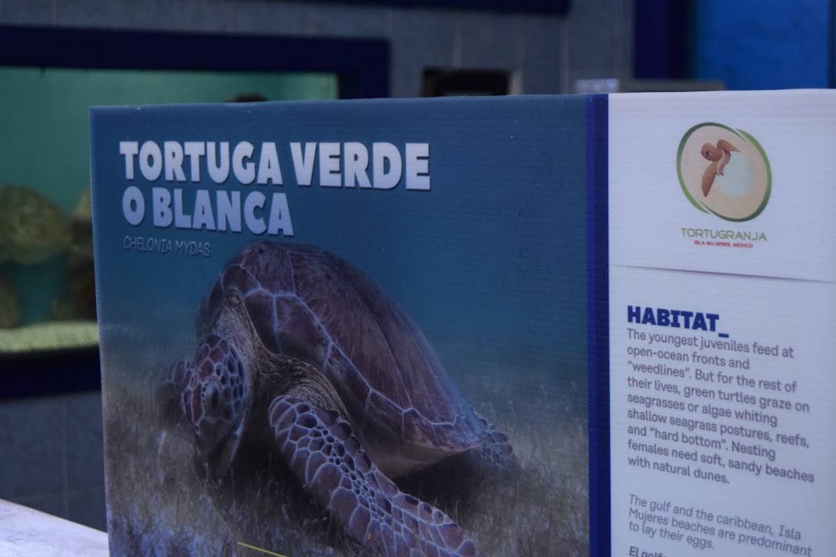 Menu at Playa Tiburon restaurant, Isla Mujeres