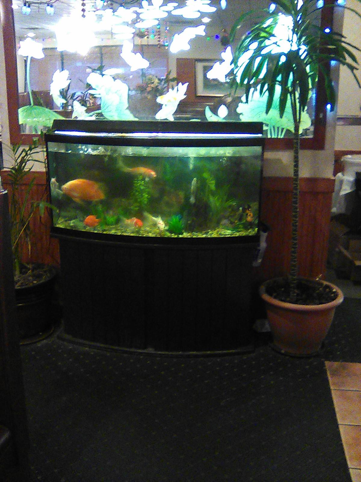Menu at Tang Dynasty restaurant, Toms River