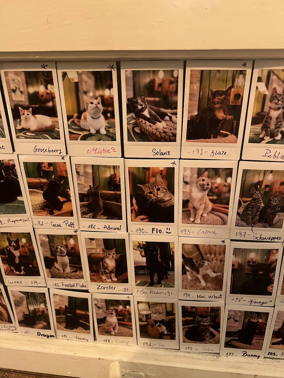 Menu at Cleocatra Café - Cat Cafe/ Portage Ave, Winnipeg