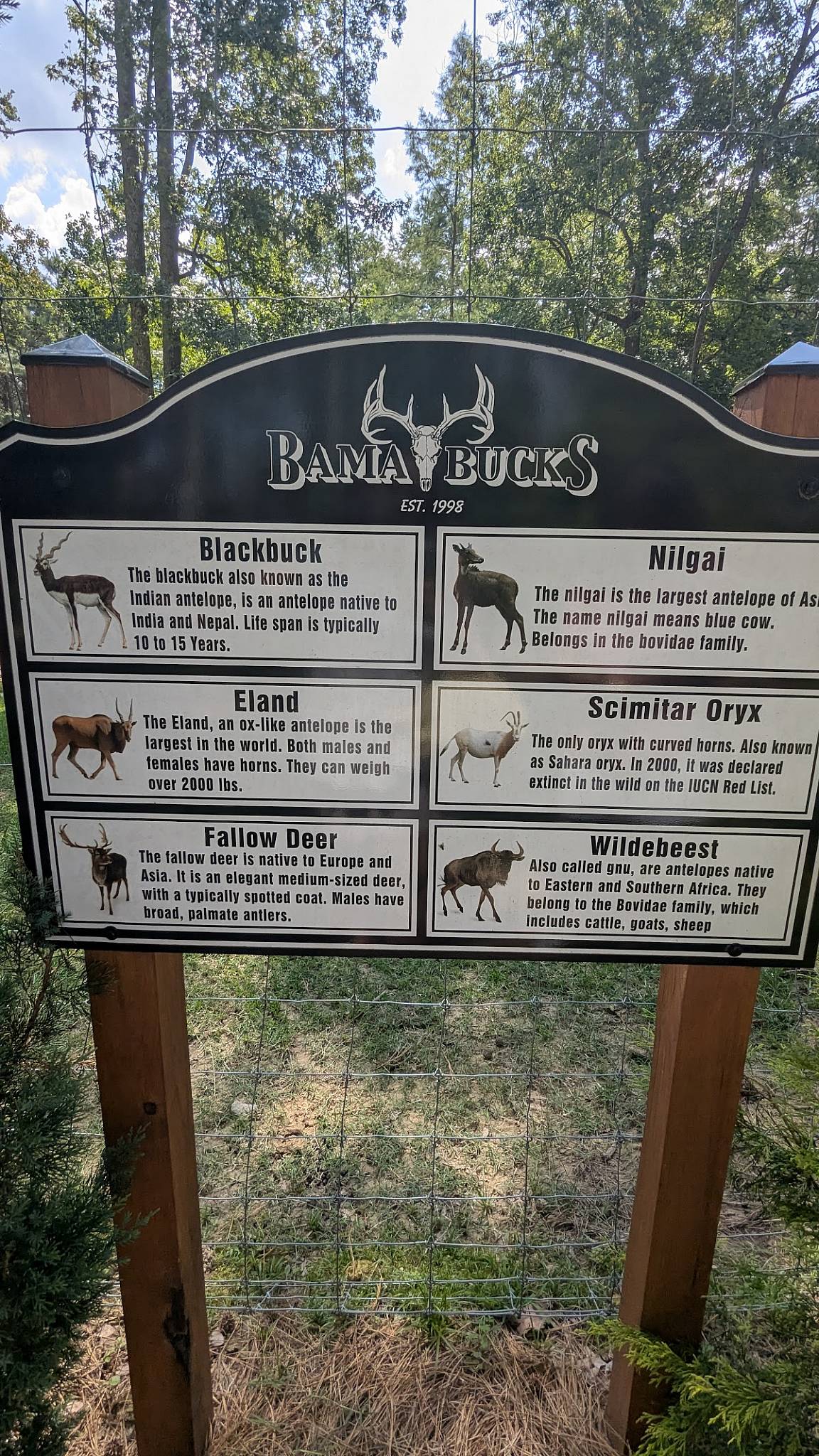 Menu at Bama Bucks steakhouse, Sardis City