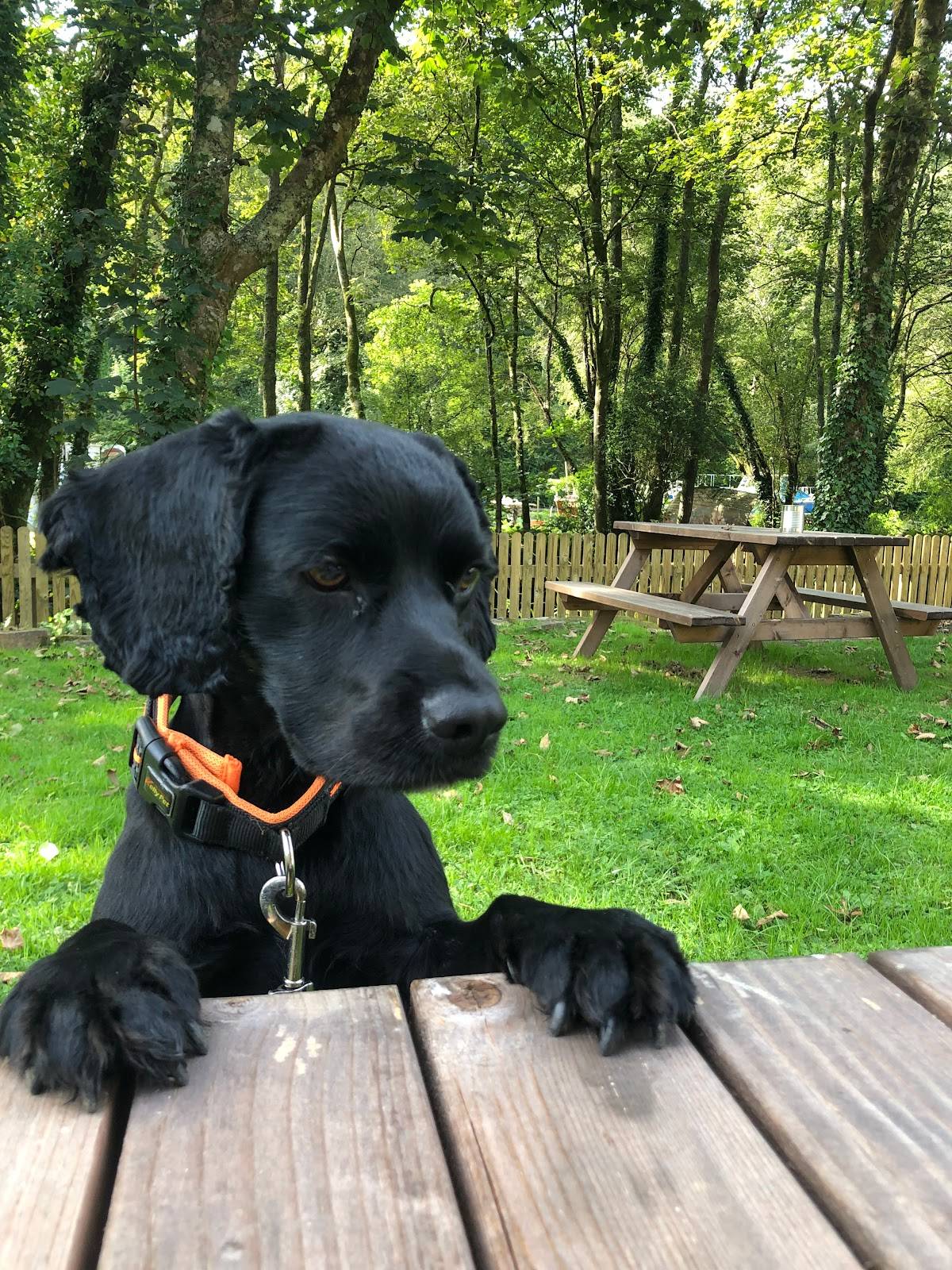 Menu at The Notter Bridge Inn pub & bar, Saltash